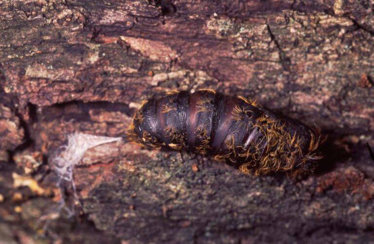 Gypsy Moths – Simcoe County Master Gardener