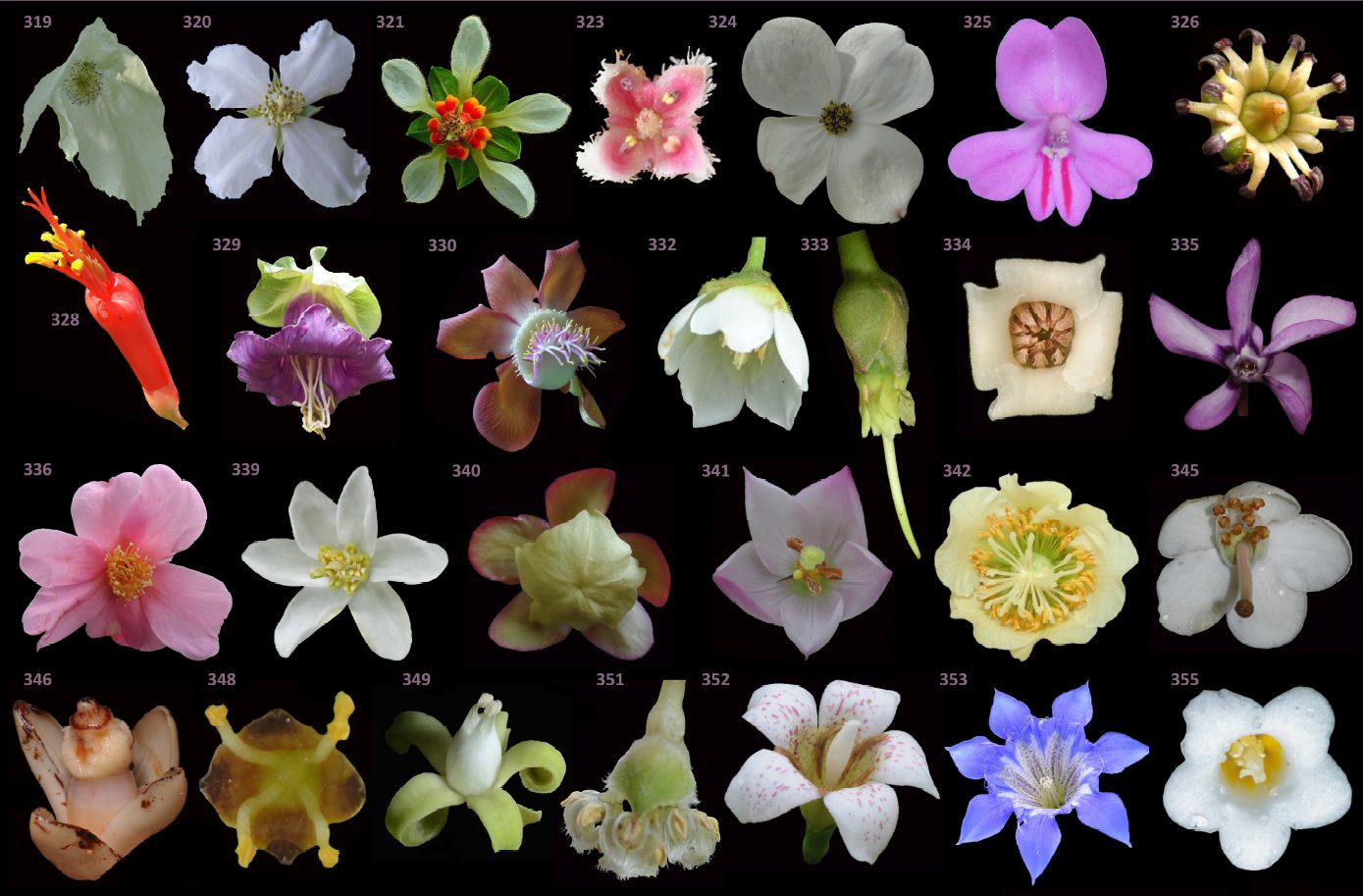Taxonomy for Gardeners Part I: Why Classifying Plants Matters – Simcoe ...